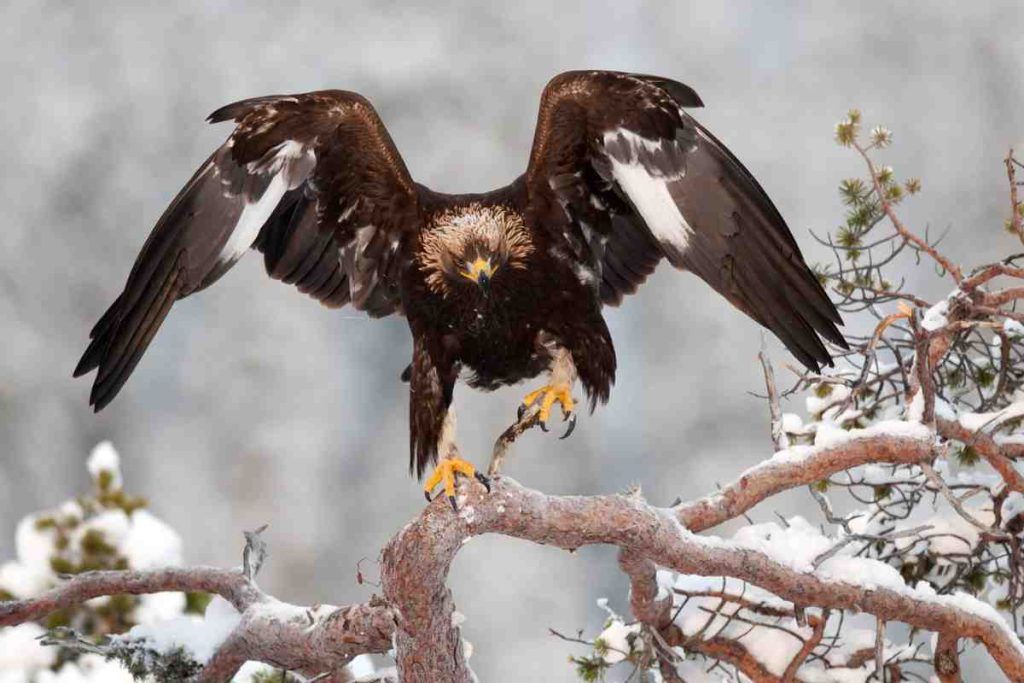 Aquila: che cosa sai davvero sul re dei rapaci, i segreti e le ...