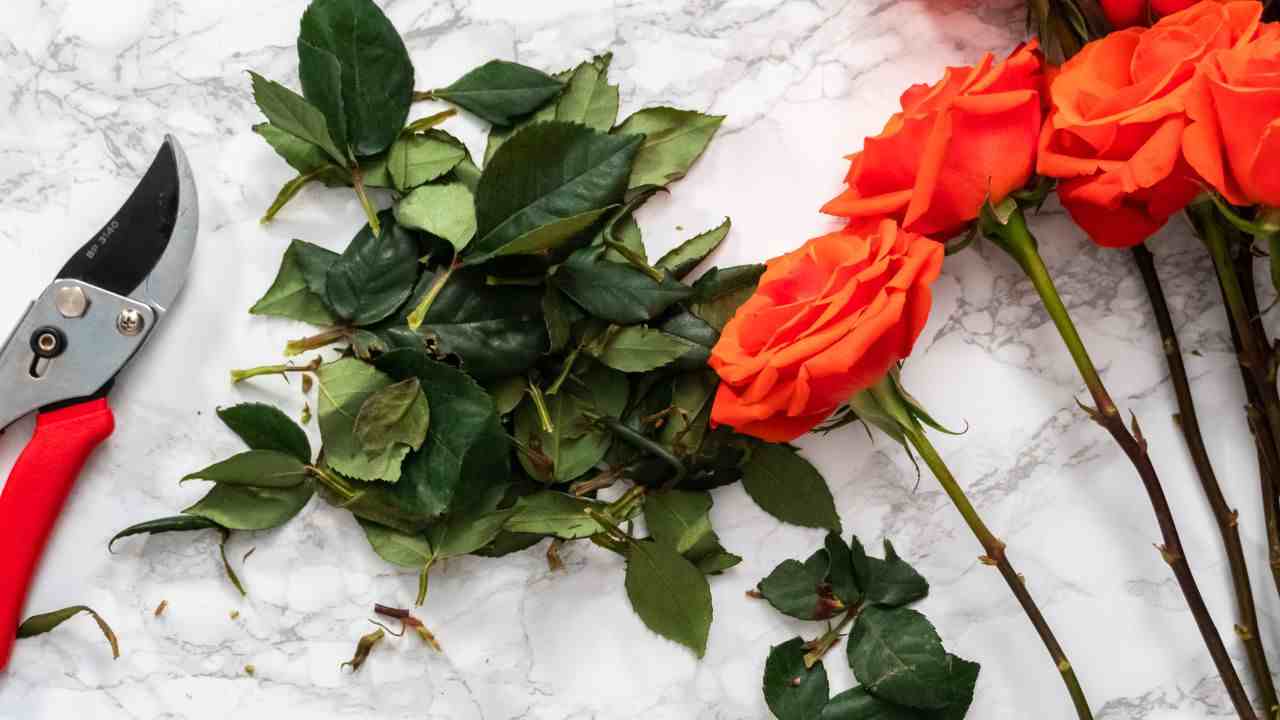 Potatura rose, puoi farlo senza giardiniere ma non dimenticare questo ...
