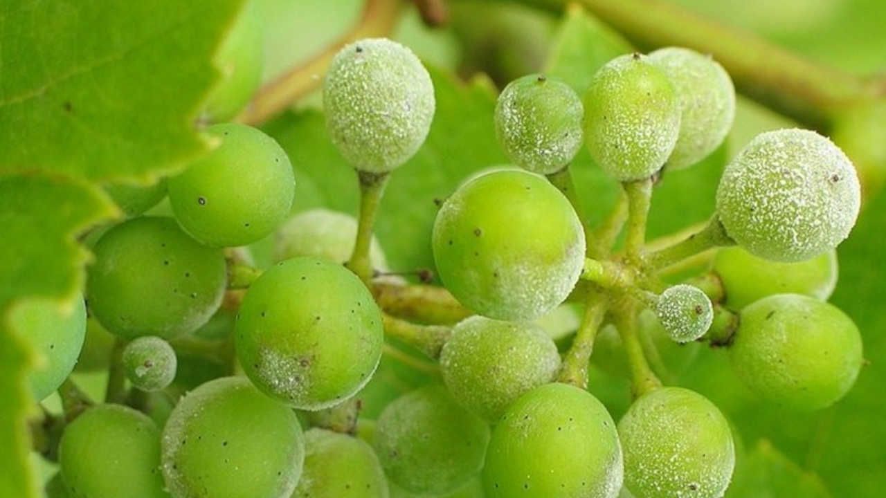 Oidio, disturbo pericoloso per le piante: cos'è e come intervenire