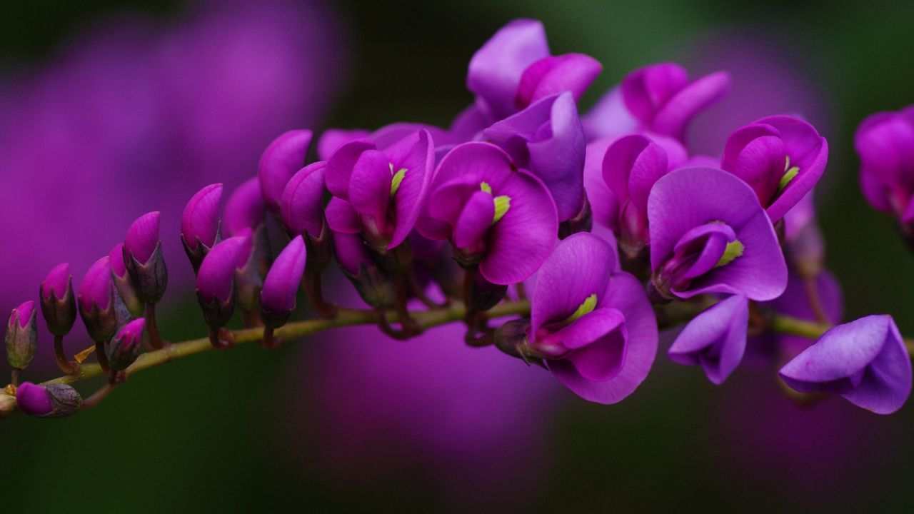 Vite Lilla, una pianta rampicante stupenda: come coltivarla