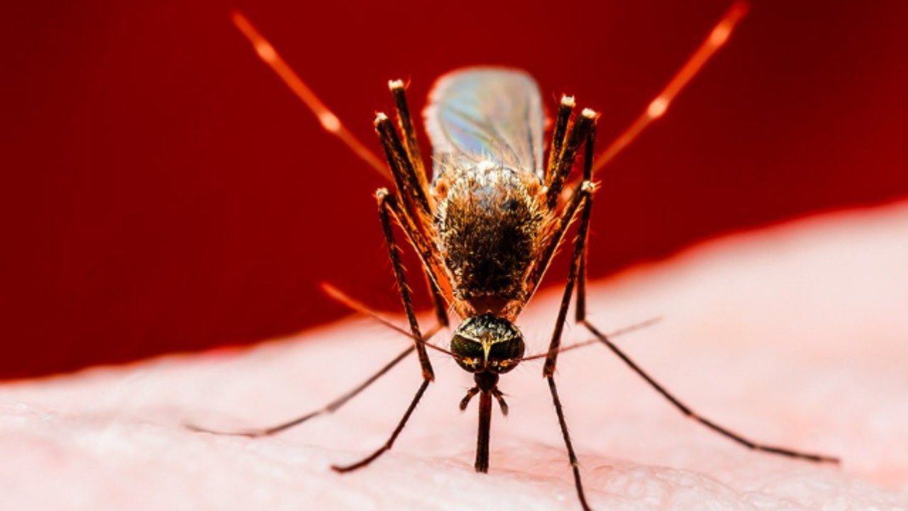 Zanzare, l'ultima specie scoperta è più grande e più veloce