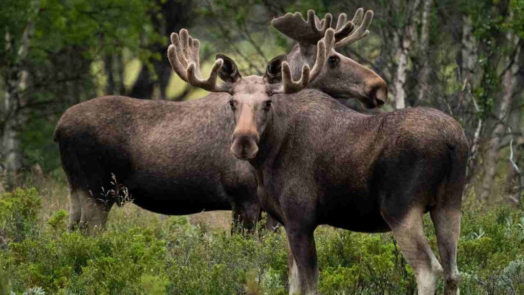 Alce, i palchi sono il suo tratto distintivo
