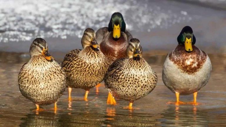 Anatra: specie, comportamenti e cosa mangia