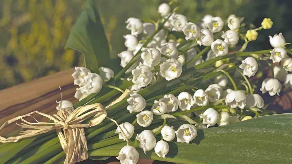 Mughetto, tienilo in un vaso: occhio alla grandezza che acquisti