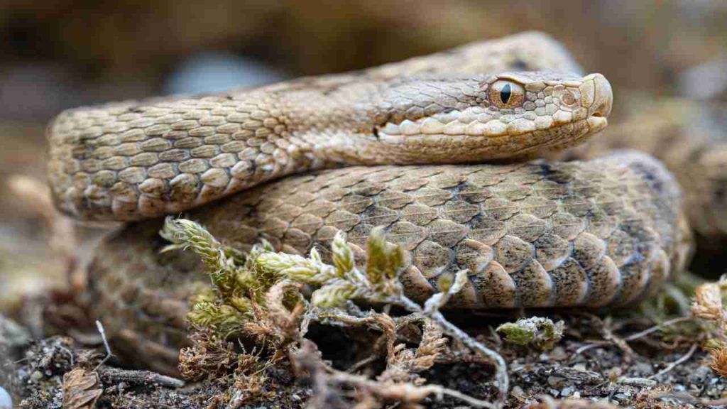 Impara a distinguere tra biscia e vipera: è fondamentale saperlo