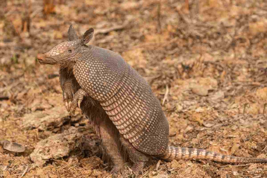 Armadillo: caratteristiche e curiosità sull'animale dalla dura corazza