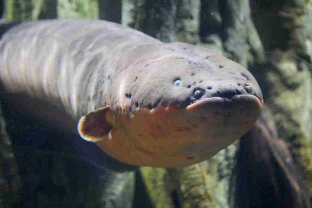 Anguilla elettrica: caratteristiche dell'animale dal voltaggio più ...