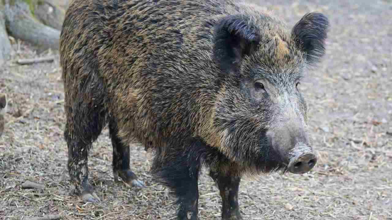 Mamma di cinghiale partorisce in mezzo alla strada - VIDEO