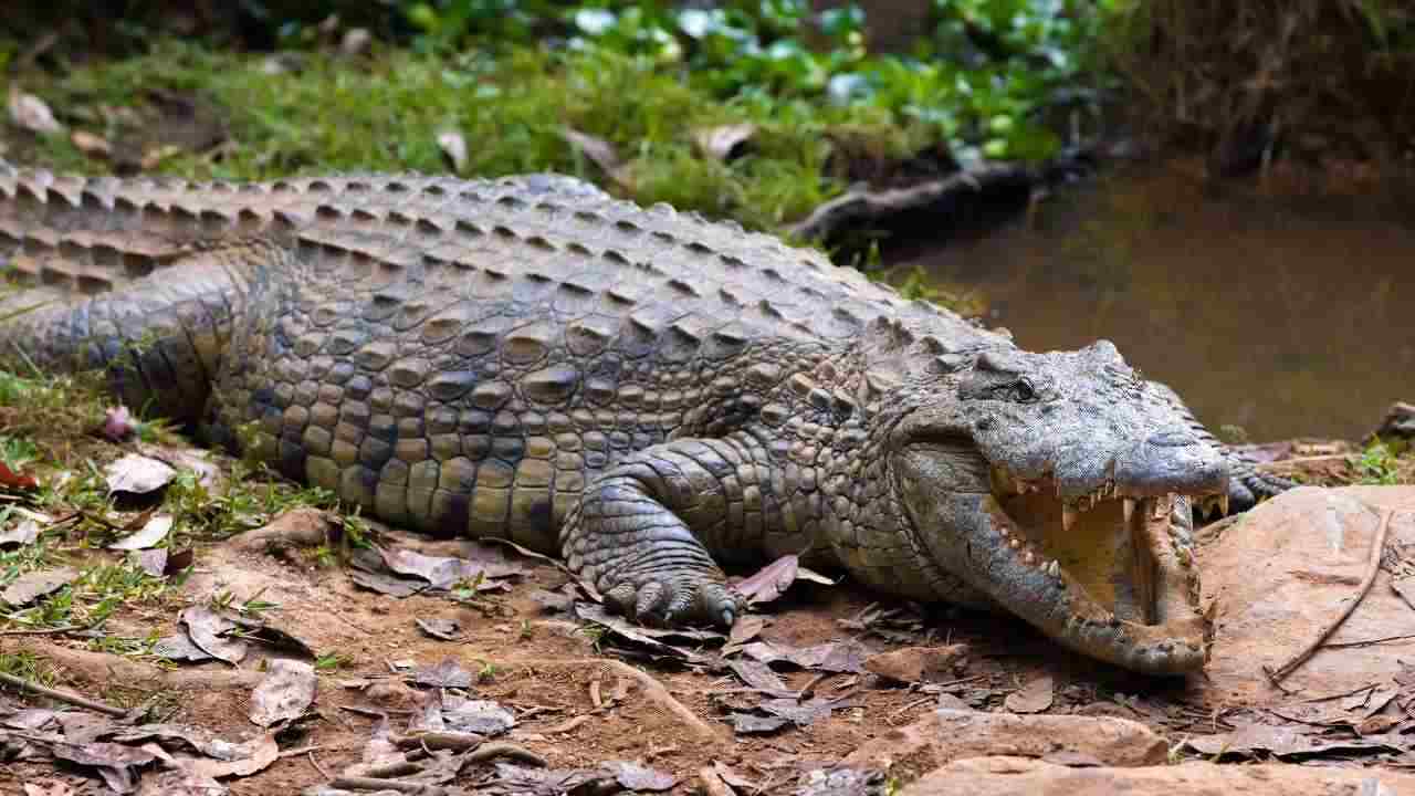 Ha il morso più letale: il coccodrillo potrebbe avere questo primato