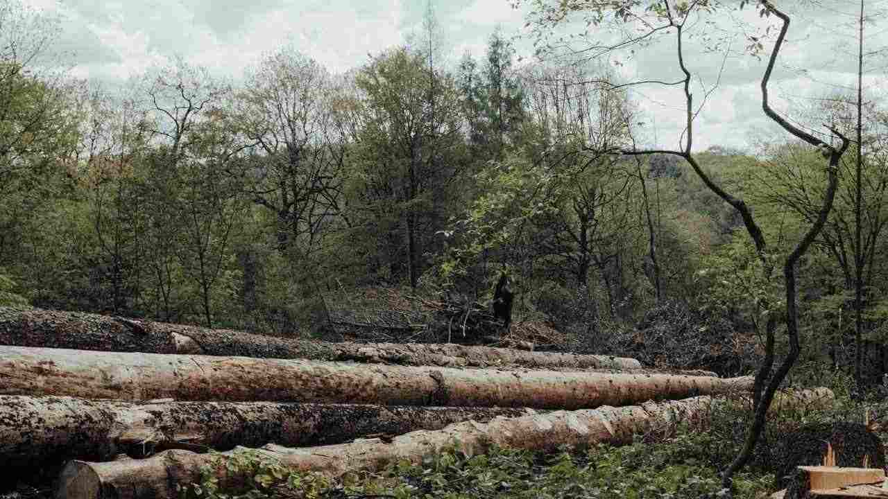 Deforestazione, approvato regolamento per contrastare il fenomeno