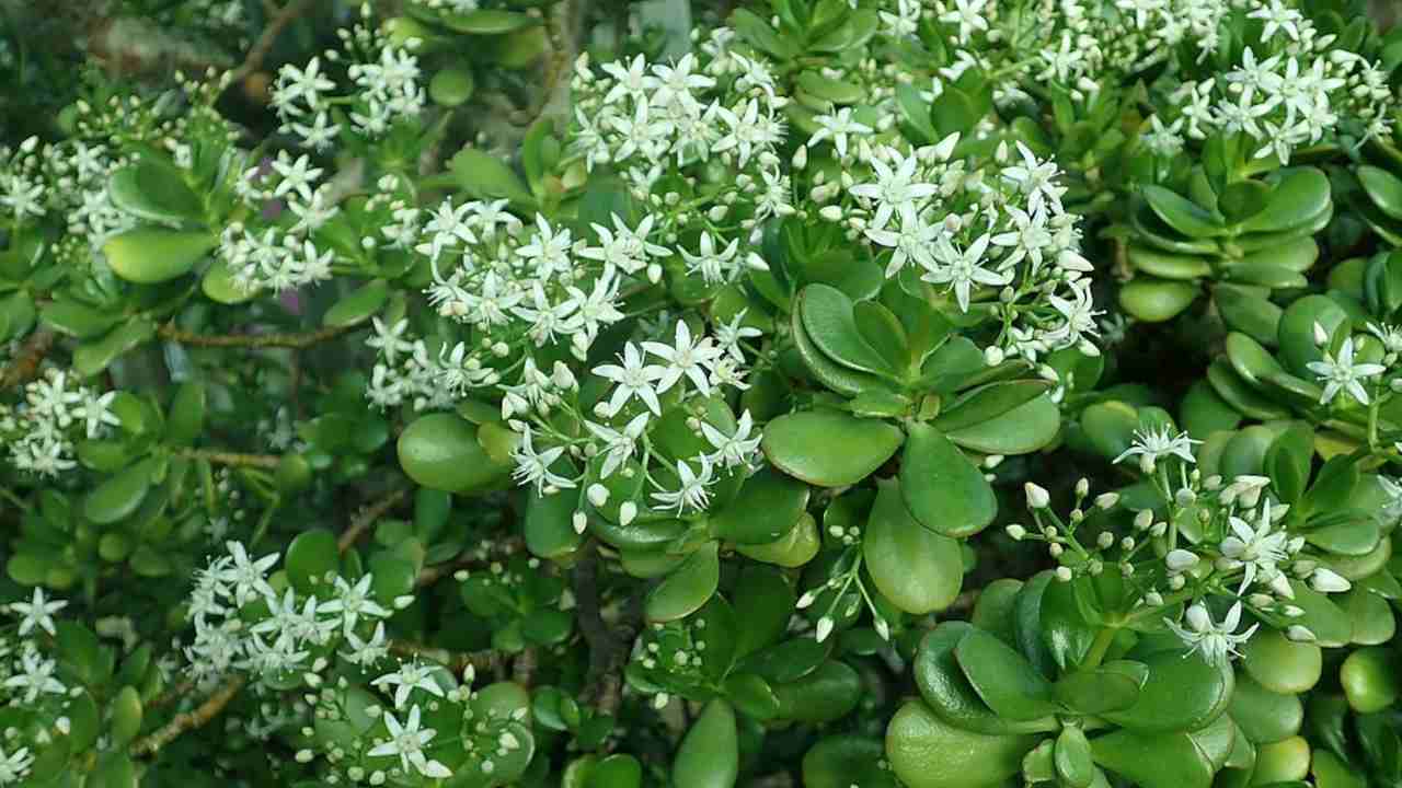 Albero di Giada, rami pesanti: risolvi così, la pianta te ne sarà grata