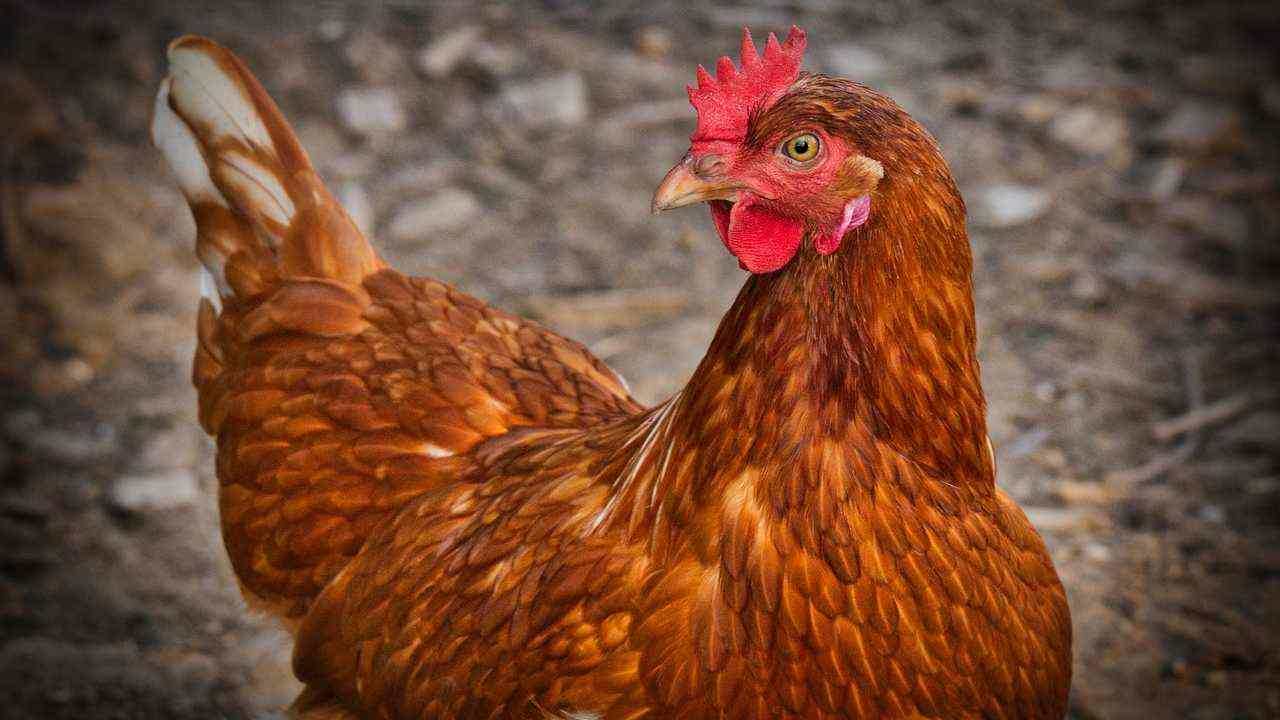 Compost: puoi averlo grazie alle galline. Ti spieghiamo come