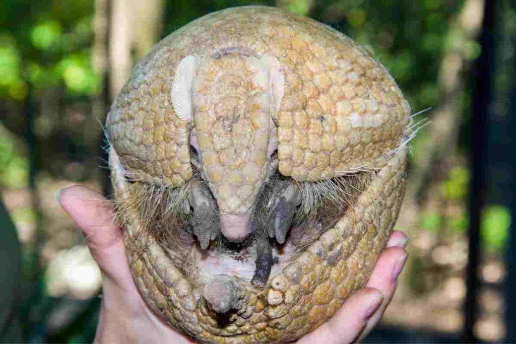 Armadillo: caratteristiche e curiosità sull'animale dalla dura corazza