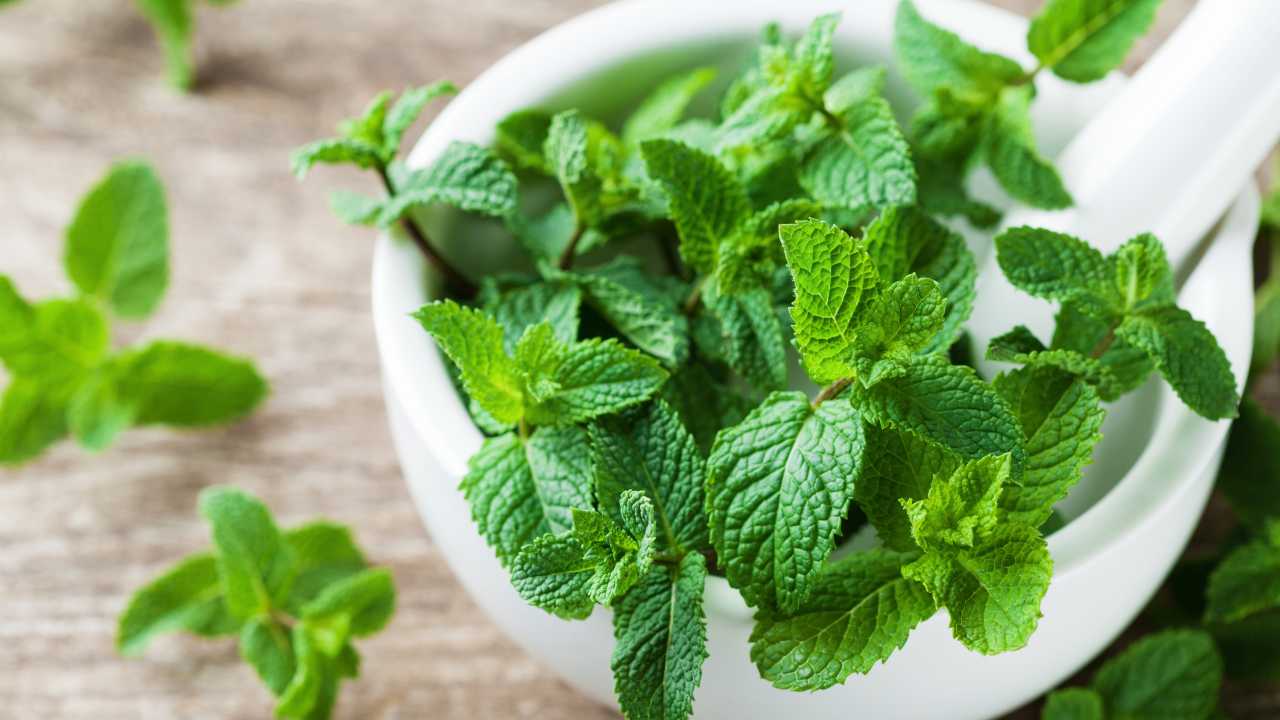 Menta, sapevi che può essere velenosa? Come riconoscerla