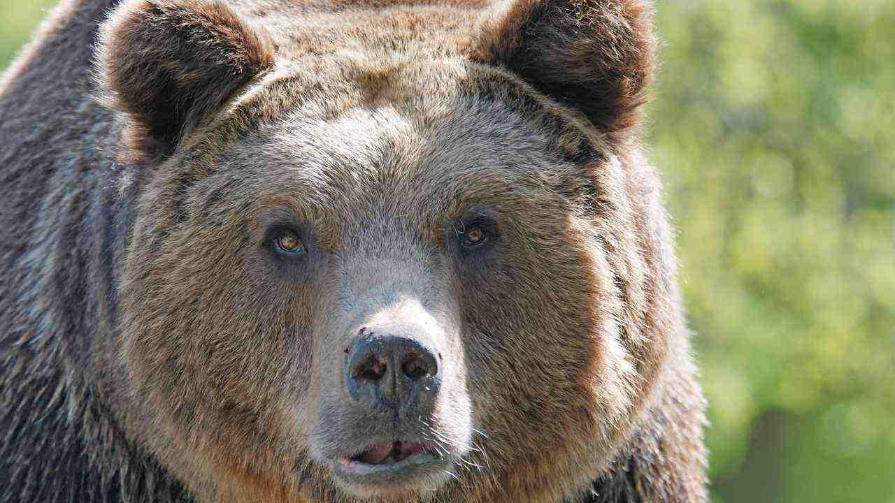 Orso senza freni, sradica la portiera dell'auto con l'uomo al volante ...