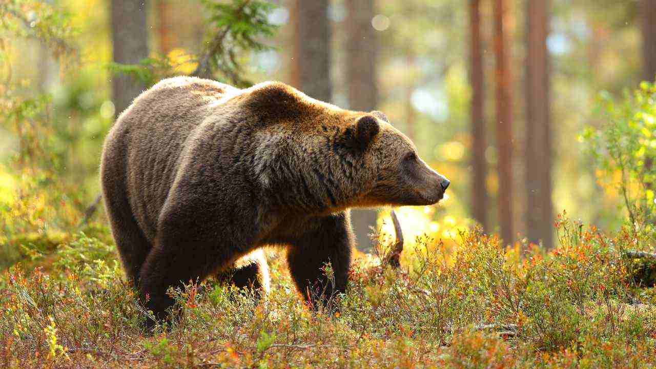 Emergenza orsi in Trentino, insediato il tavolo tecnico al Mise
