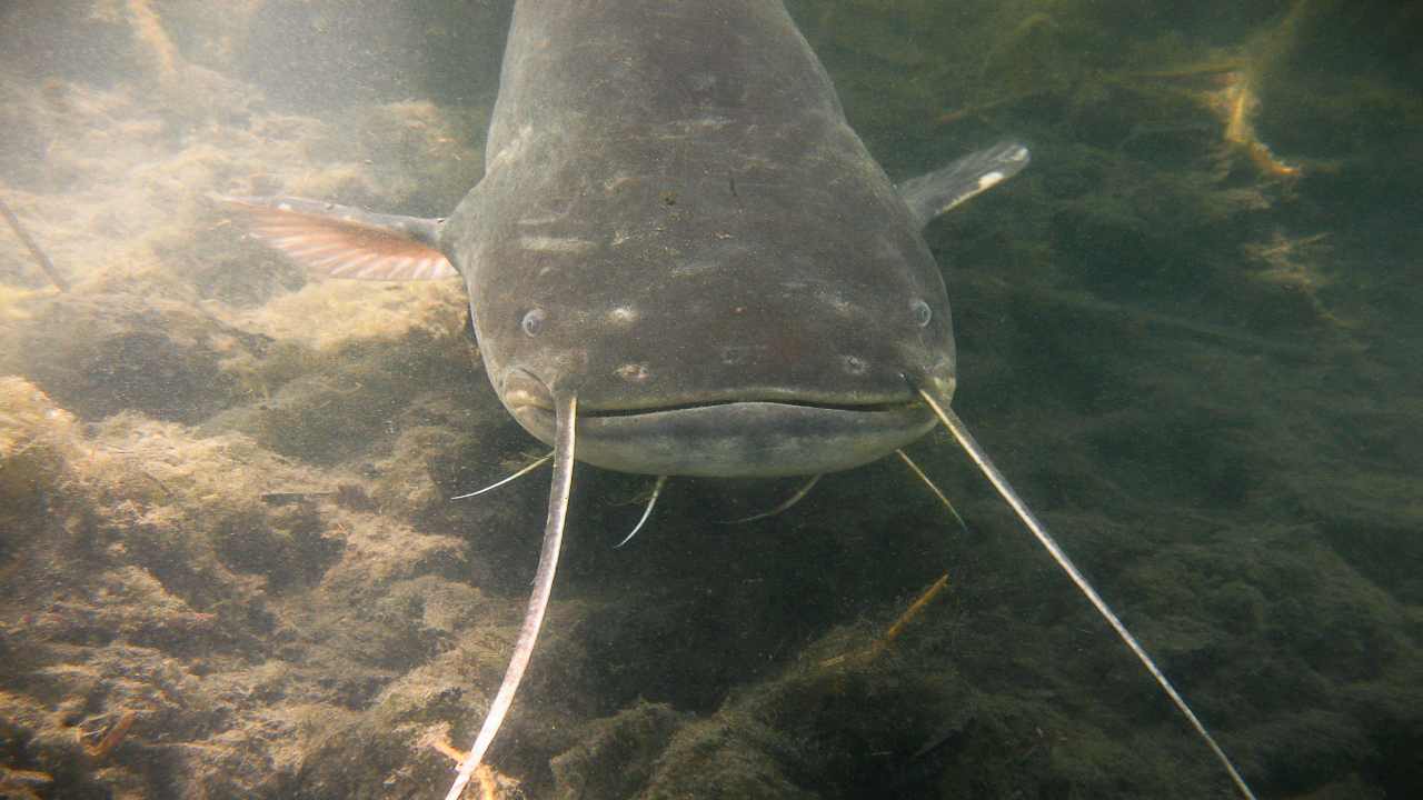Po, pesca da record: un siluro che supera i 2 metri di lunghezza