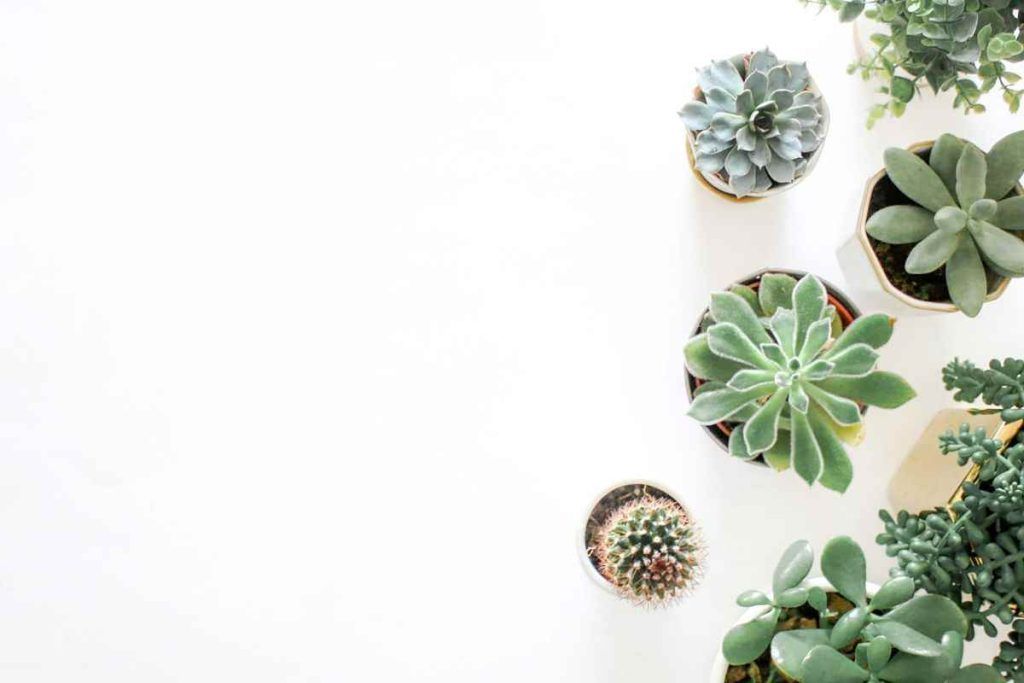 Acari delle piante: cosa sono e come eliminarli con pochi euro (in modo ...