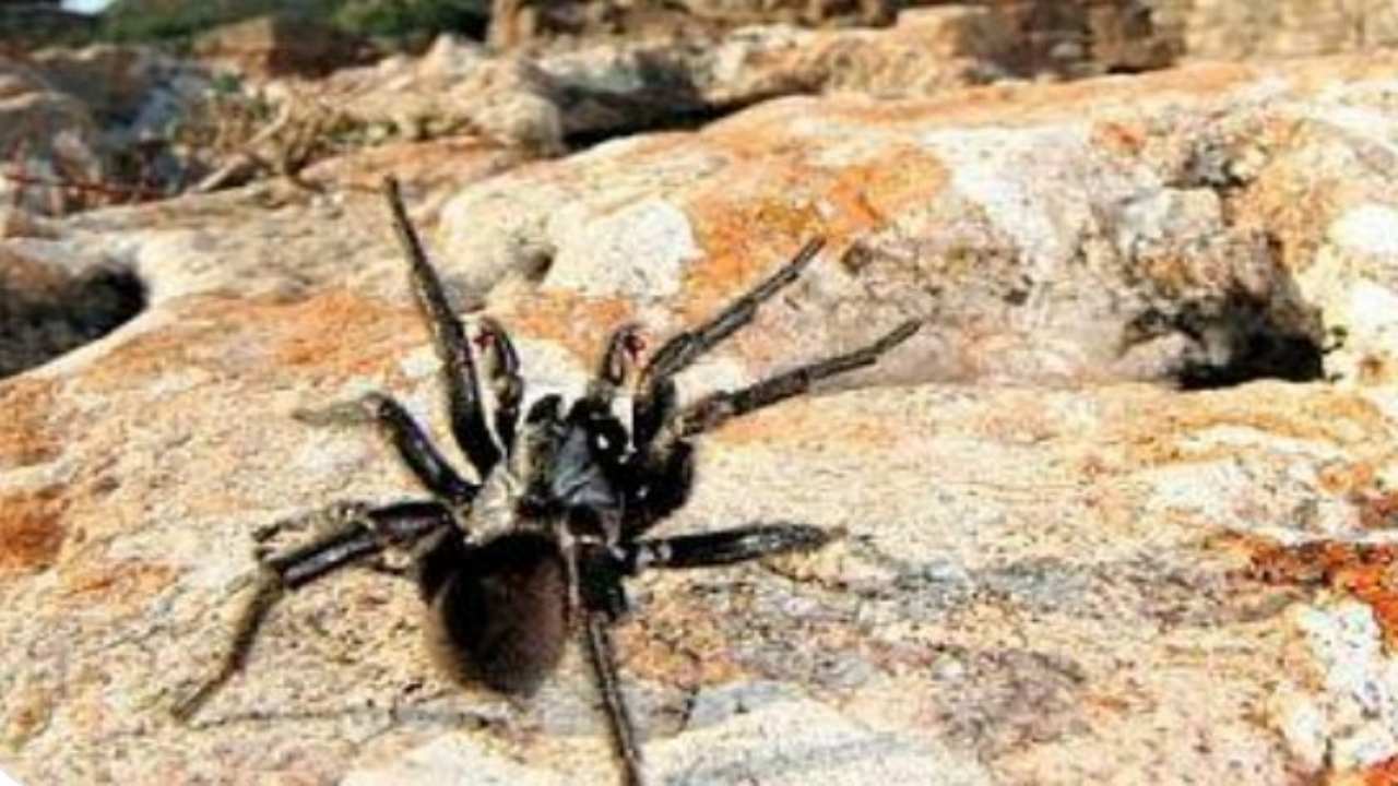 Se trovi questo ragno in casa, corri! E' davvero pericoloso