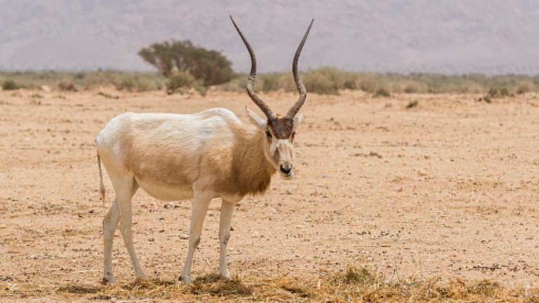Addax, l'antilope dalle corna a vite: curiosità e caratteristiche