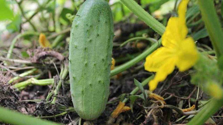 Cetrioli, come piantarli e quando: avrai per mesi frutti saporiti
