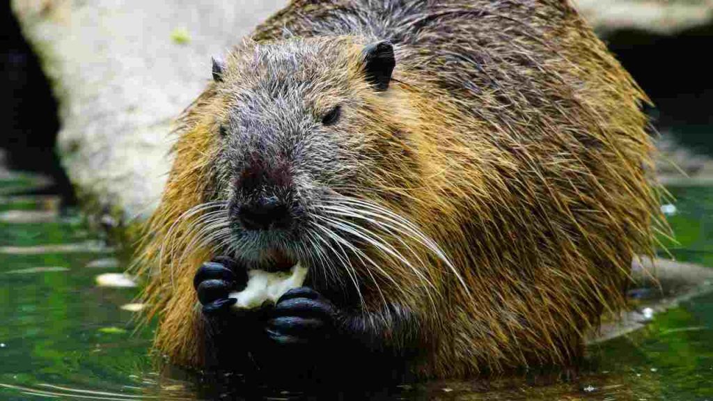 Il castoro torna in italia: gli esperti però hanno timore, la spiegazione