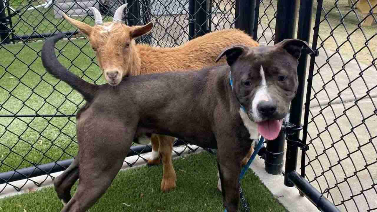 Inseparabili amici: una capra e un cucciolo che non vogliono dirsi addio