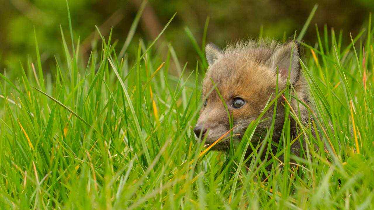 Non ci pensa due volte, si getta nel fiume per salvare la piccola volpe