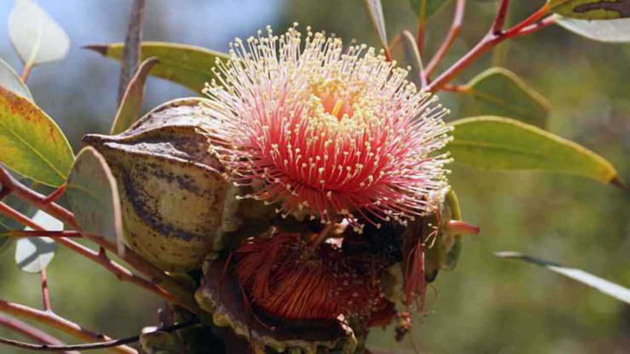 Eucalipto, potalo nel modo corretto: i consigli dei vivaisti