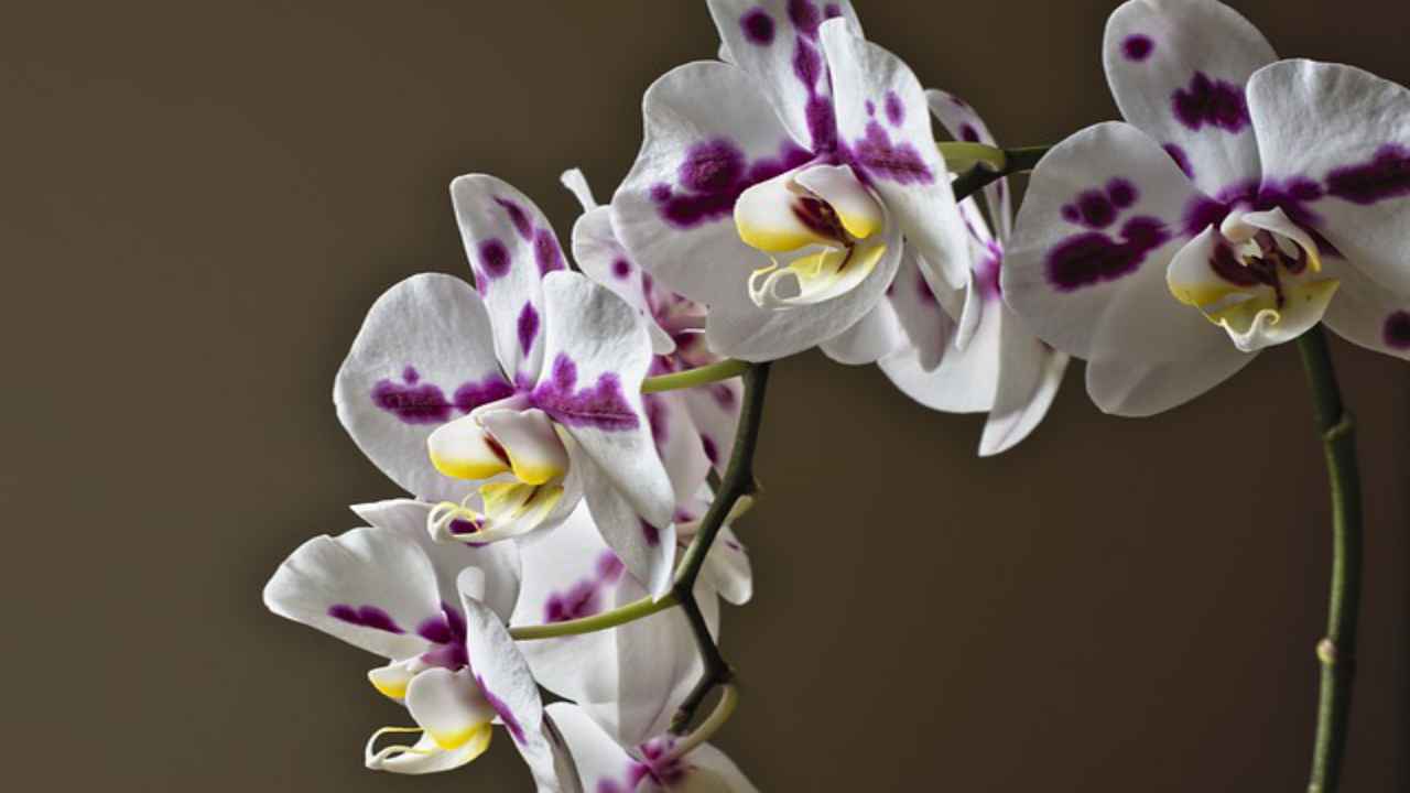 Orchidea Phalaenopsis, come innaffiarle nel modo giusto