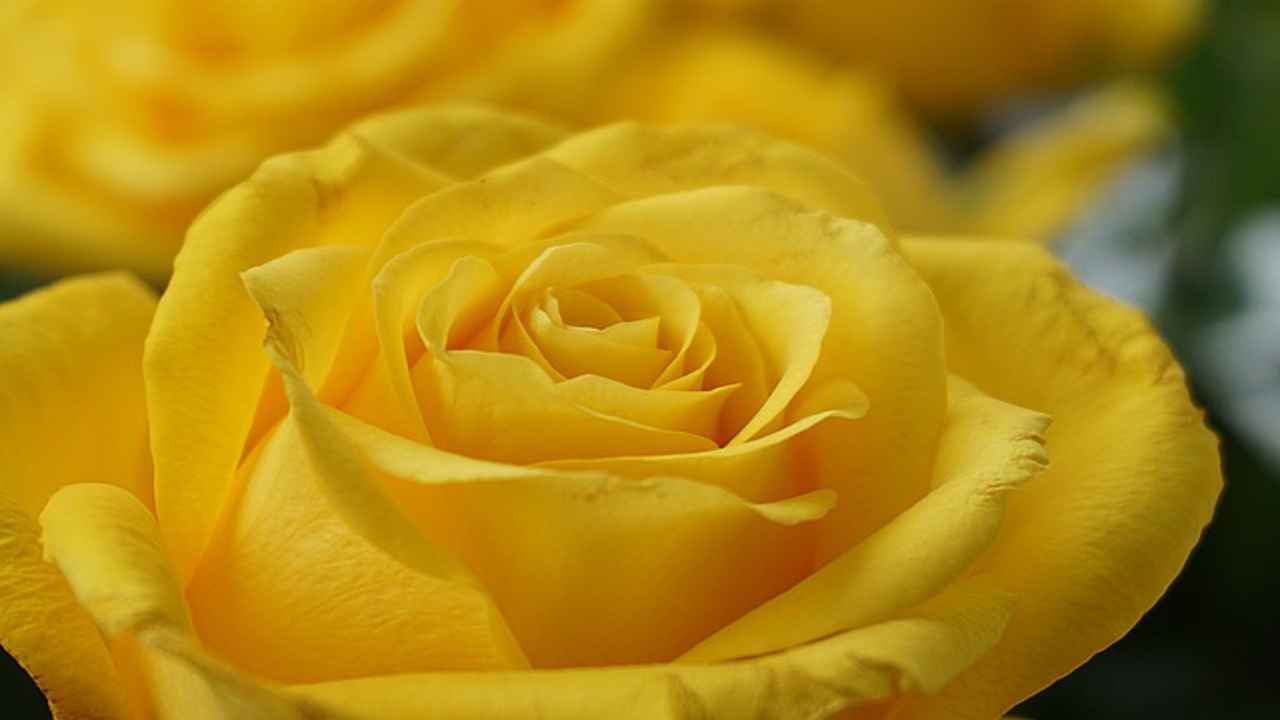 Rose possono essere dai tanti colori: tutti i significati