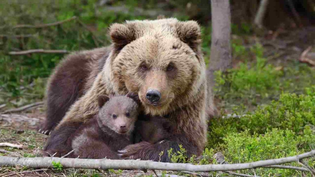 Orsa con il suo cucciolo passa sul muro di casa: la reazione della ...
