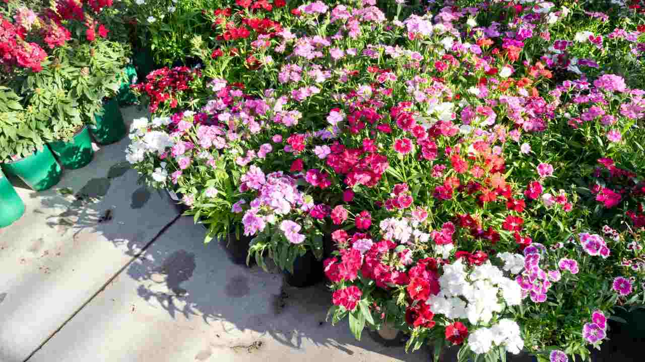 Esselunga, fino al 26 aprile sarà la festa dei fiori: tante le offerte ...