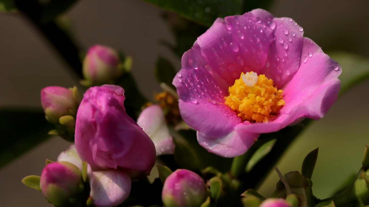 Rosa cactus, come prendersi cura dei suoi fiori profumati e grandi