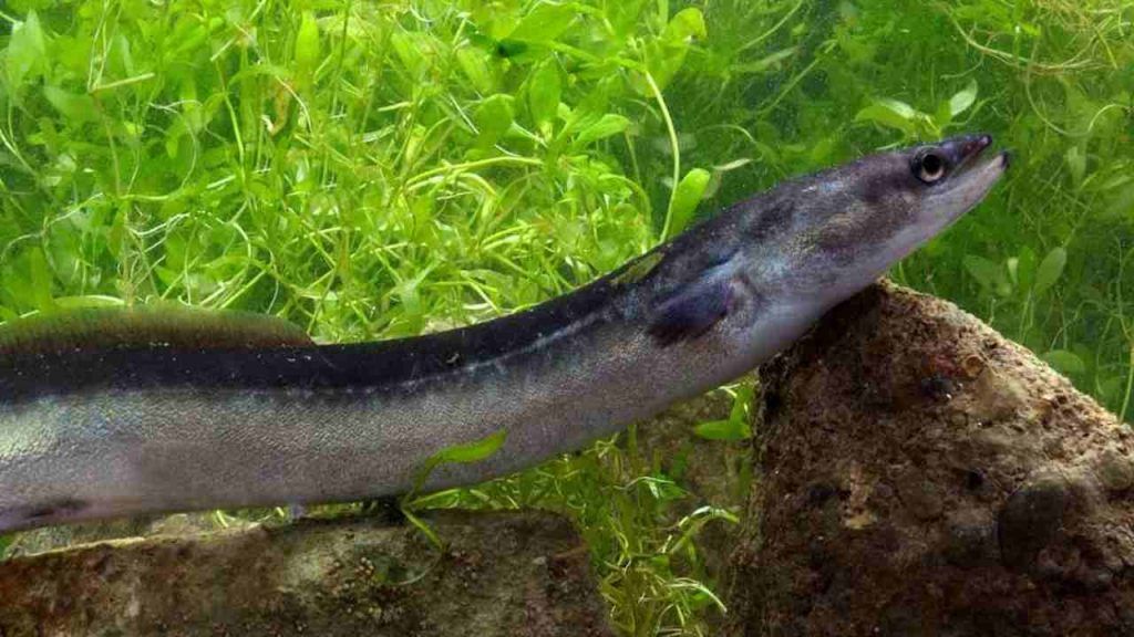 Mediterraneo, oltre 30 specie ittiche a rischio estinzione: quali sono