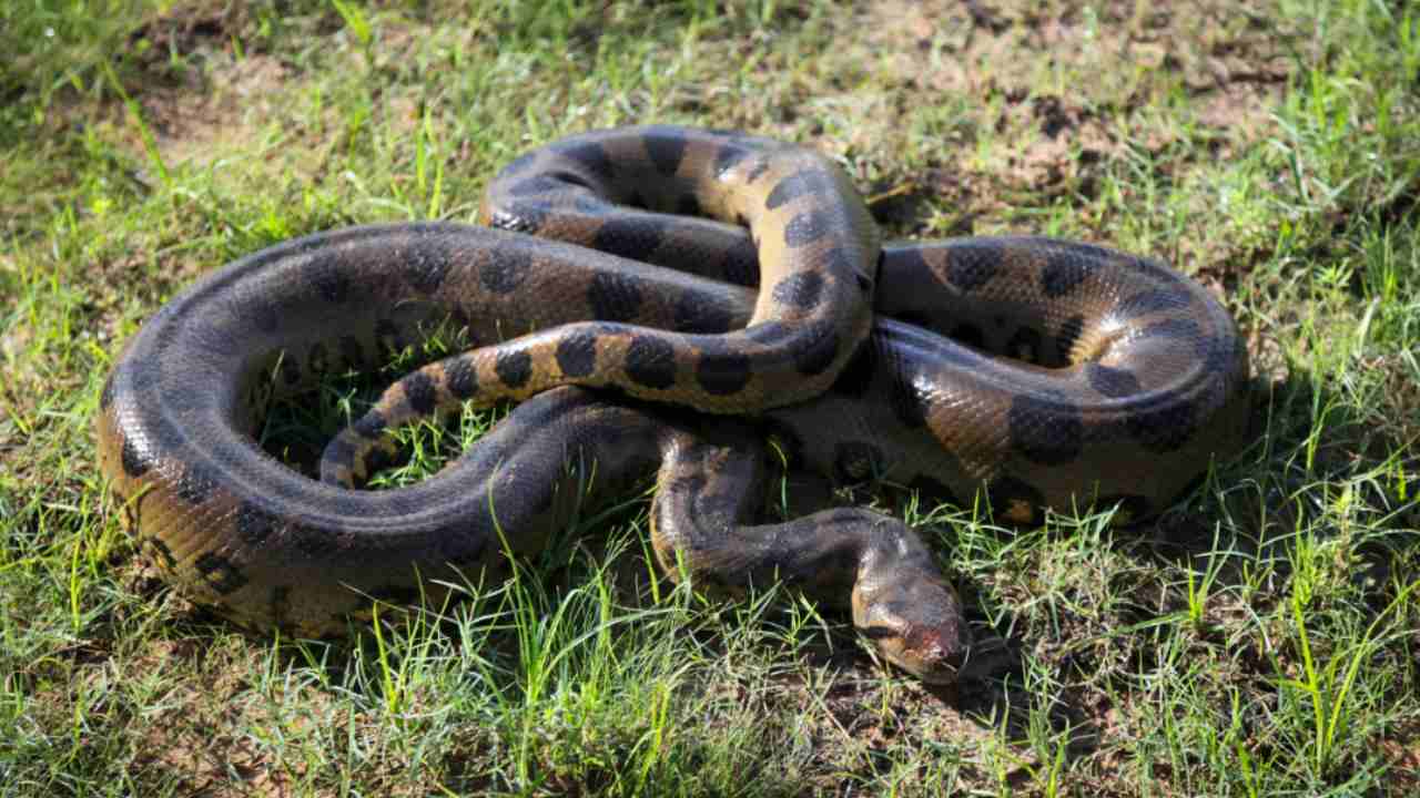 Bisce in giardino, tienile alla larga: l'ottimo metodo
