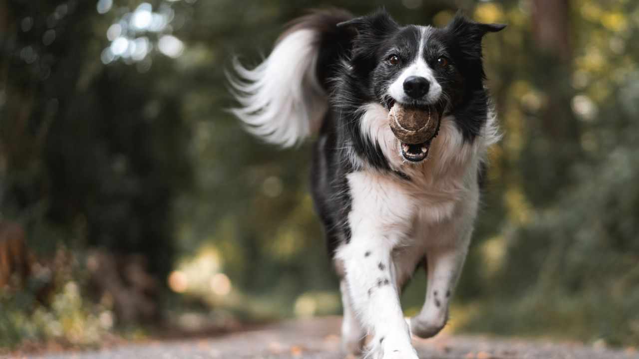 È seduta su un gradino: quando l'animale le si avvicina accade l ...