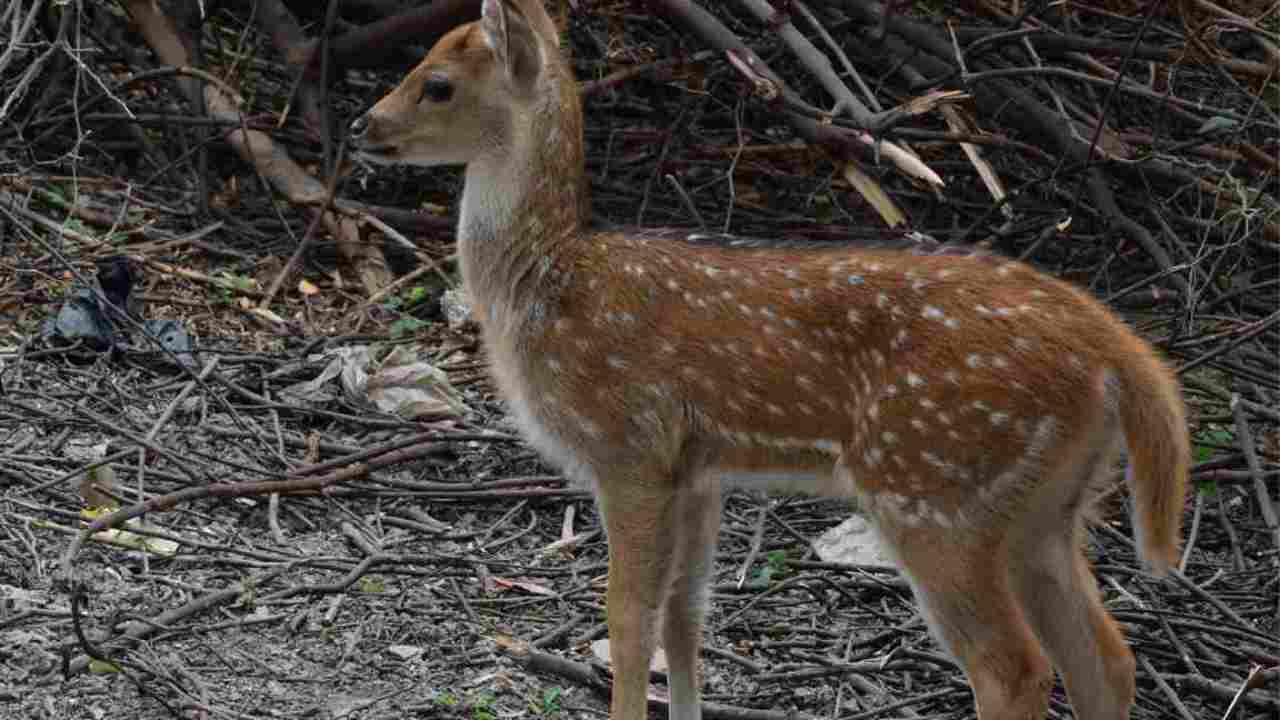 Cuccioli di capriolo e cervo: come doversi comportare se ne si trova uno