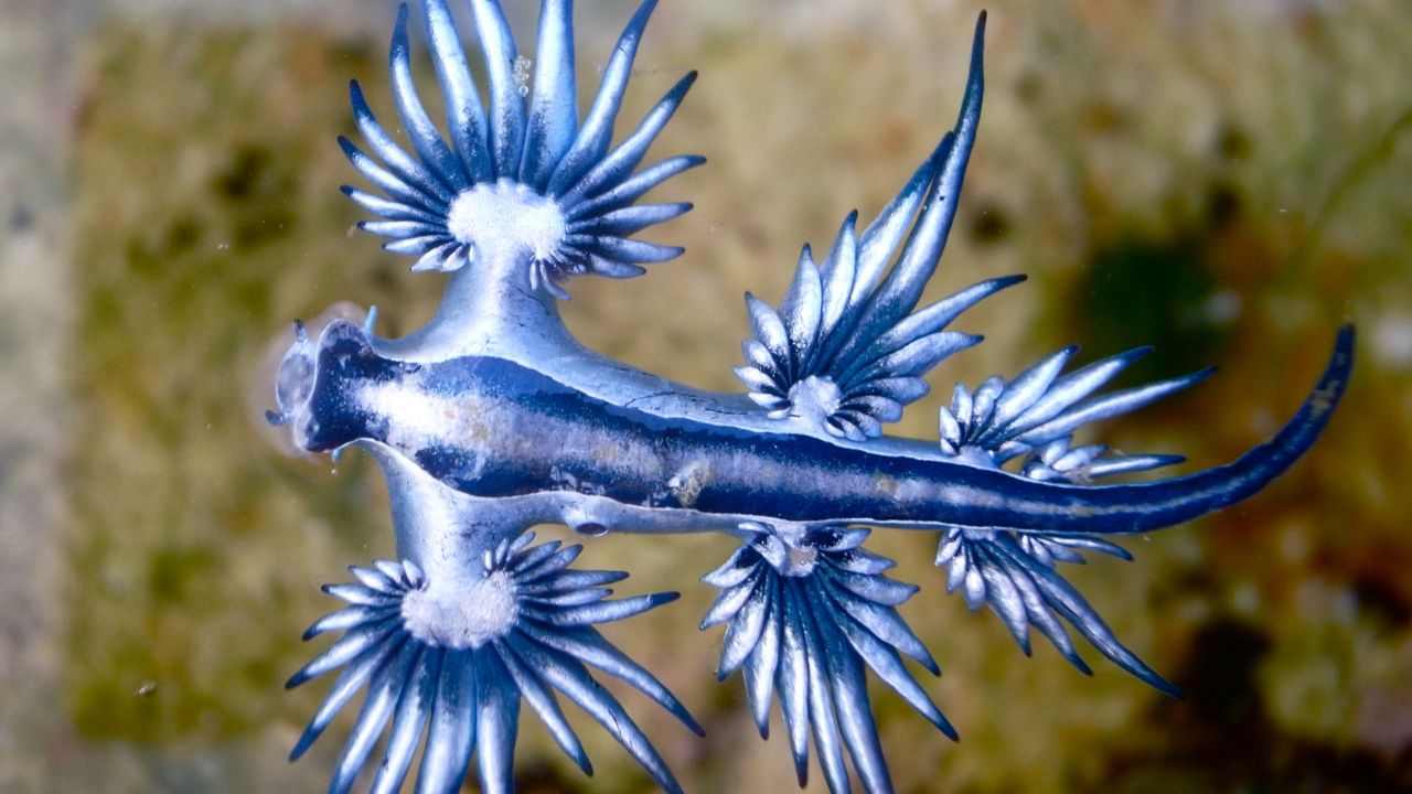 Drago blu: dove vive e quanto è velenoso