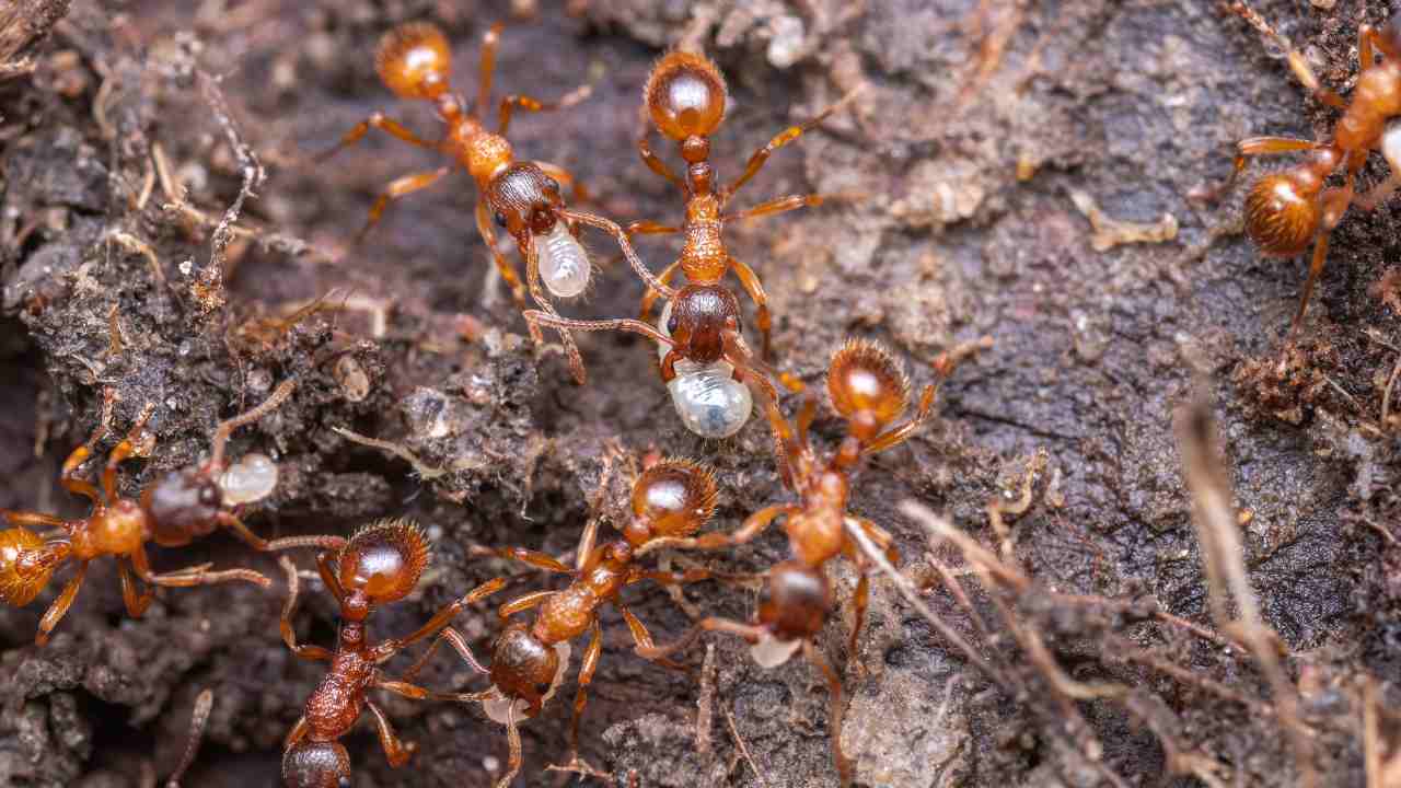 Formiche rosse, tienile alla larga: il loro morso è infido