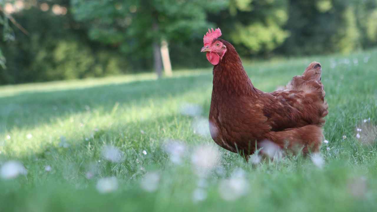 Hai mai sentito le galline cantare dopo aver fatto l'uovo? Perché lo fanno