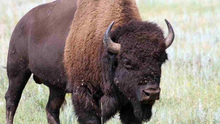 Bisonte: dove vive, caratteristiche, cosa mangia e curiosità