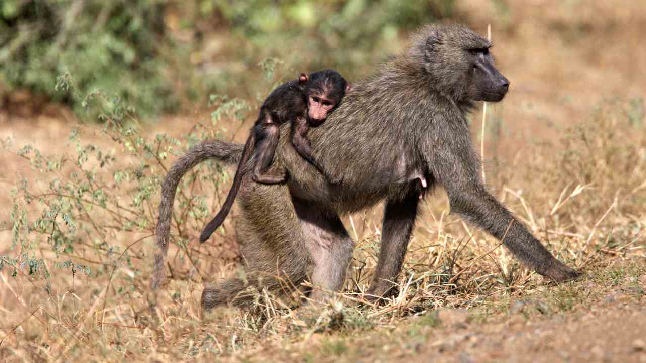 Babbuino: habitat, comportamento e curiosità