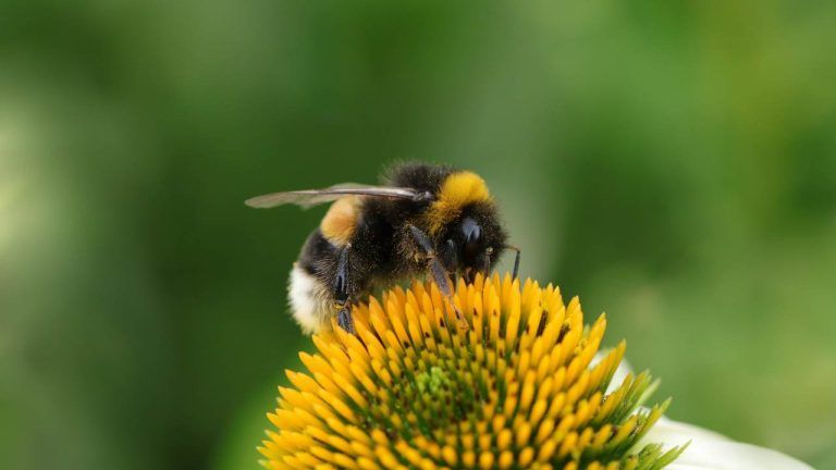 Bombo: caratteristiche, curiosità dell'insetto e come distinguerli ...