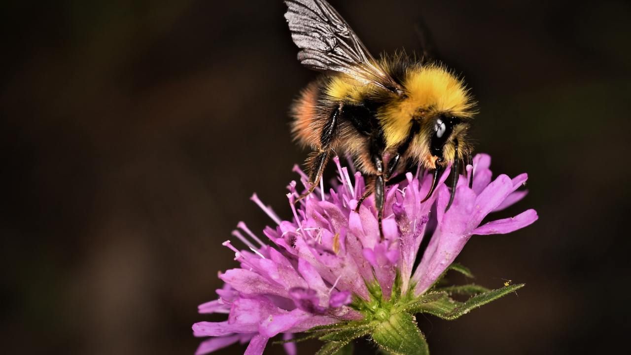 Bombo: caratteristiche, curiosità dell'insetto e come distinguerli ...