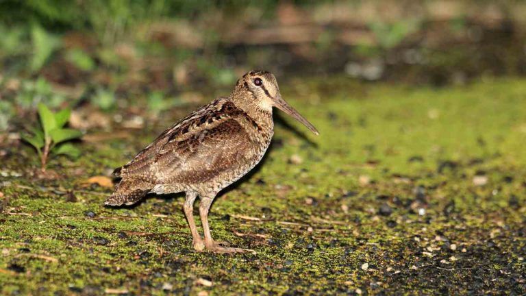 Beccaccia: dove vive, cosa mangia e caratteristiche
