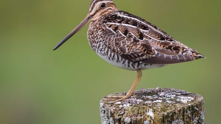 Beccaccino: dove vive, migrazione e curiosità sulla specie protetta