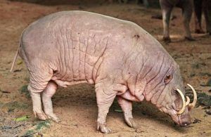 Babirussa: dove vive, cosa mangia e curiosità sul maiale selvatico