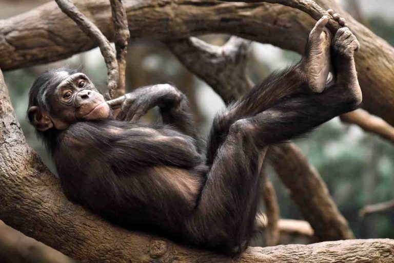 Il bonobo, la scimmia che più assomiglia all'uomo: tutto quello che non ...