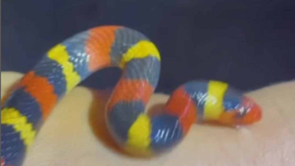 Velenosi oppure no? Come distinguere questi serpenti - VIDEO
